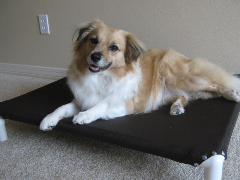 9 DIY Raised Dog Bed Plans You Can Make Today (With Pictures) | Hepper ...