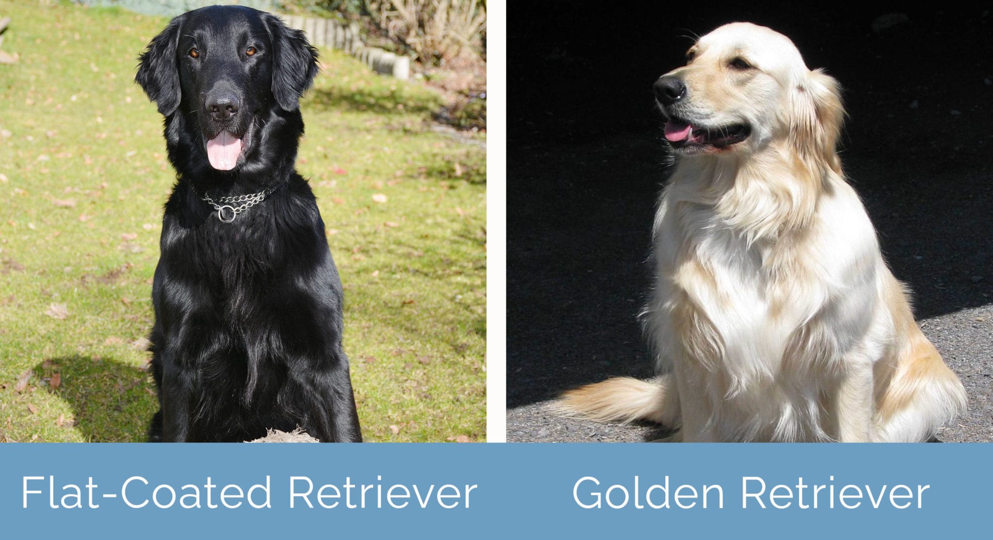 Flat-Coated Retriever vs Golden Retriever: Which One to Choose? | Hepper Pet Resources