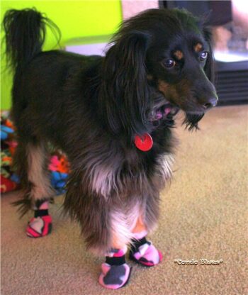 11 DIY Dog Booties You Can Make at Home Today (With Pictures) | Hepper ...