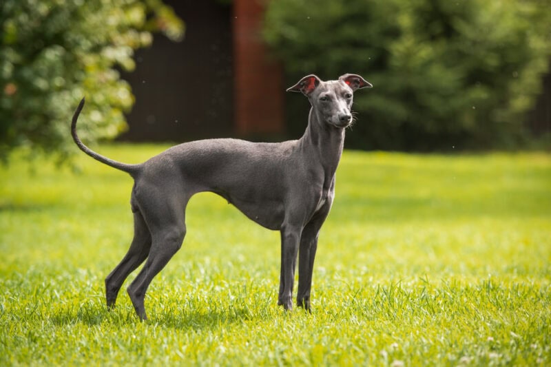 16 Dog Breeds With Long Snouts (With Info & Pictures) | Hepper Pet ...