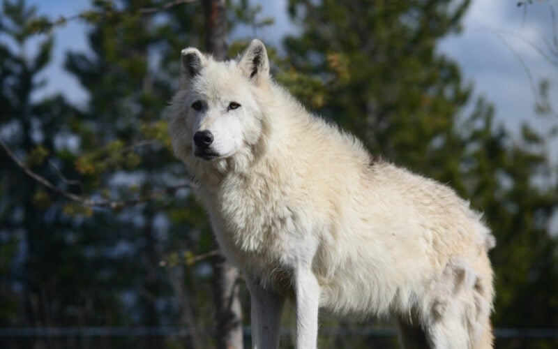 15 Dog Breeds With Long Tails (With Info & Pictures) | Hepper Pet Resources