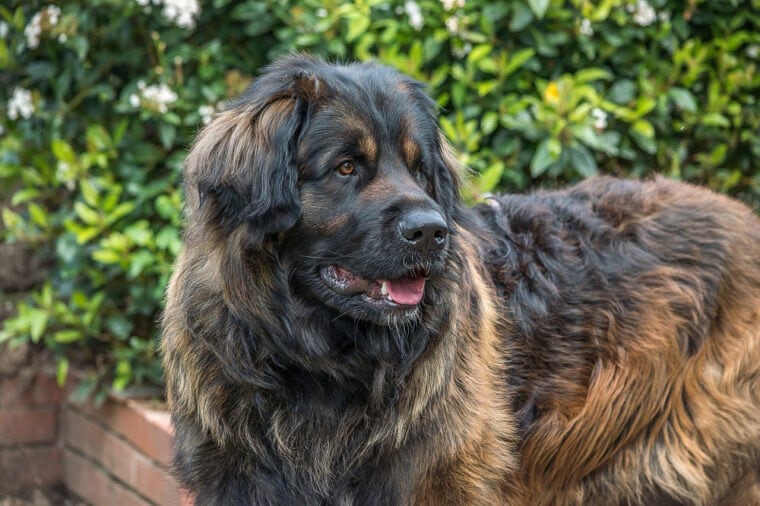 9 Types of Mountain Dog Breeds & Their Differences (With Info ...