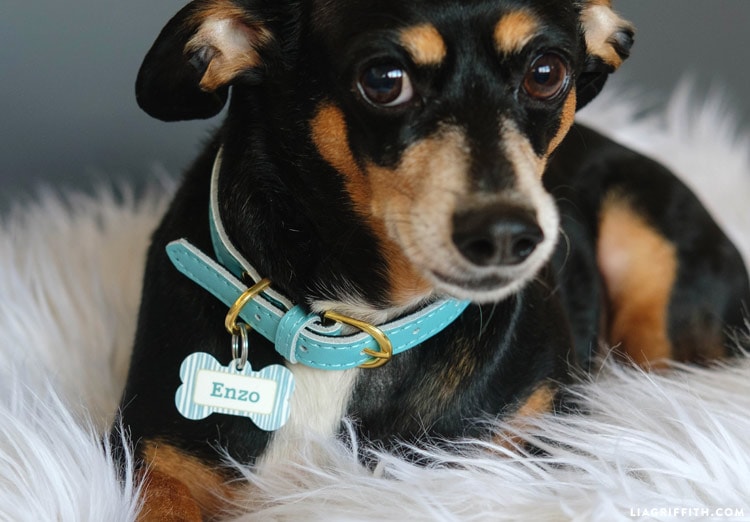 10 DIY Dog Tags You Can Make at Home Today (With Pictures) | Hepper Pet ...