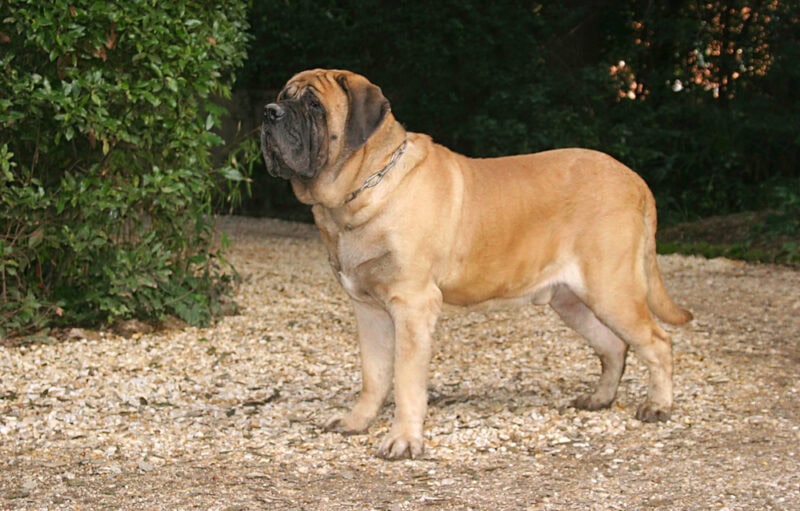 What Were Mastiffs Bred For? Breed History Explained | Hepper Pet Resources