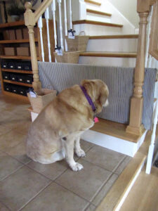 25 DIY Dog Gate Plans You Can Build Today (With Pictures) | Hepper Pet ...