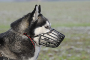 5 DIY Dog Muzzles You Can Make at Home (With Pictures) | Hepper Pet ...