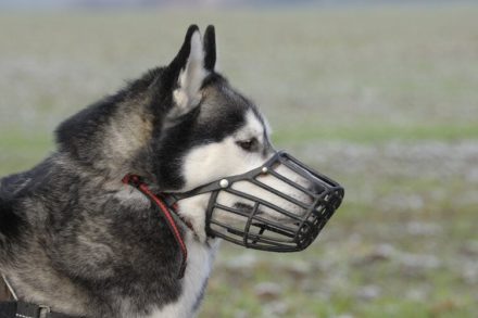 5 DIY Dog Muzzles You Can Make at Home (With Pictures) | Hepper Pet ...