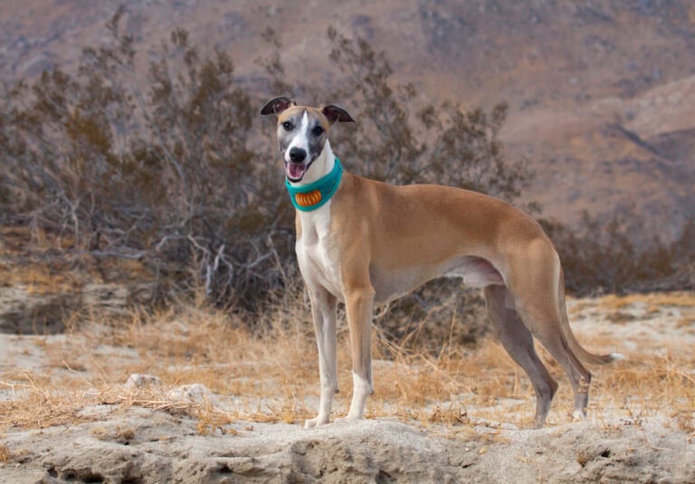 17 Long-Legged Dog Breeds (With Info & Pictures) | Hepper Pet Resources