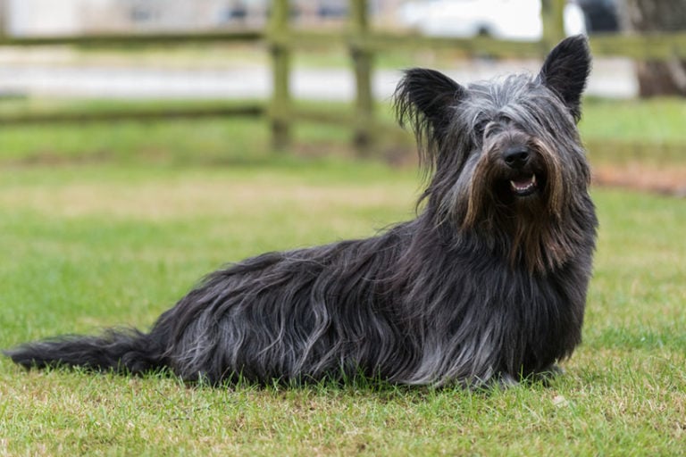 Top 15 Long-Haired Dog Breeds (With Info & Pictures) | Hepper Pet Resources