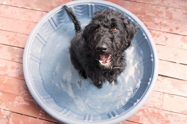 10 DIY Dog Pools You Can Build at Home Today (With Pictures) | Hepper ...