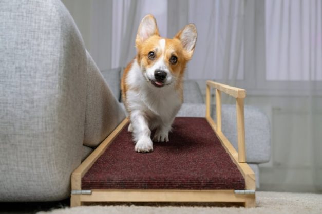 9 DIY Folding Dog Ramps You Can Build Today (With Pictures) | Hepper ...