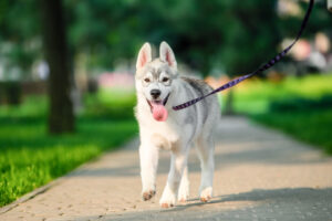 100+ Husky Names: Rugged & Rare Ideas for Loveable Huskies | Hepper Pet ...