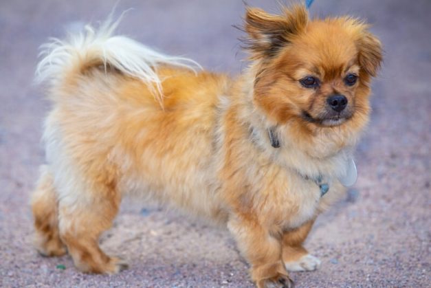 Top 20 Brown Dog Breeds: Small, Big, Fluffy & More (With Info ...
