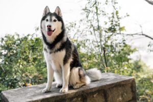 16 Siberian Husky Coat Colors, Patterns, & Markings (With Pictures ...