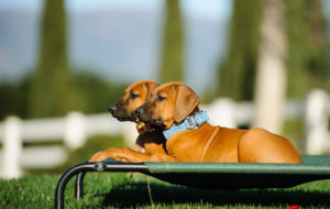 How Much Does a Rhodesian Ridgeback Cost? 2025 Price Guide | Hepper Pet ...