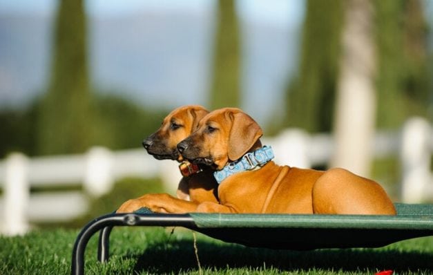How Much Does a Rhodesian Ridgeback Cost? 2025 Price Guide | Hepper Pet ...