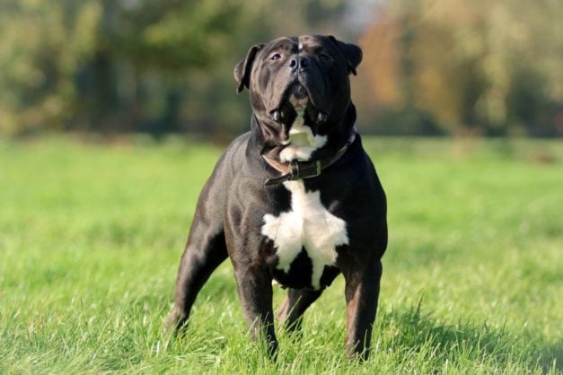 American Bulldog vs American Bully: What's the Difference? | Hepper Pet ...