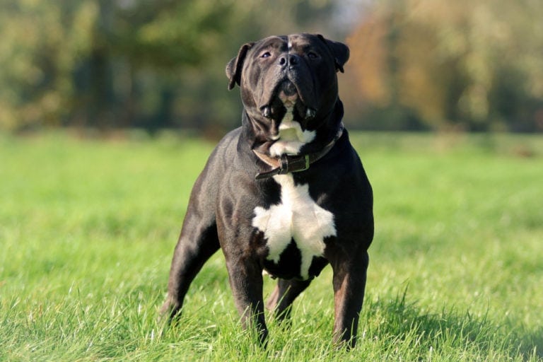 Classic American Bully: Info, Pictures & Traits | Hepper Pet Resources