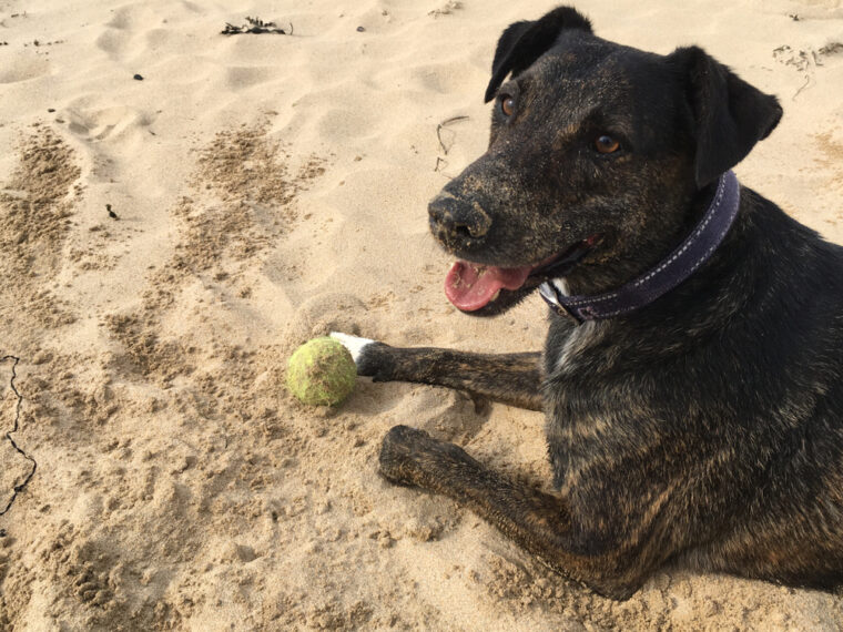 My Dog Ate Sand: Our Vet Explains What to Do | Hepper Pet Resources