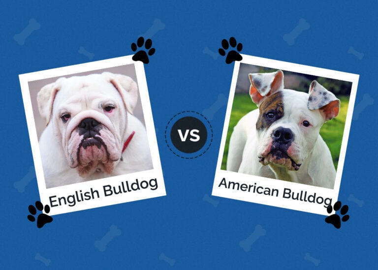 The 5 Different Types of American Bulldogs (With Info & Pictures ...
