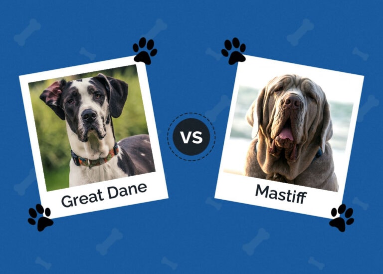 American vs European Great Dane - How Do They Compare? (With Pictures ...