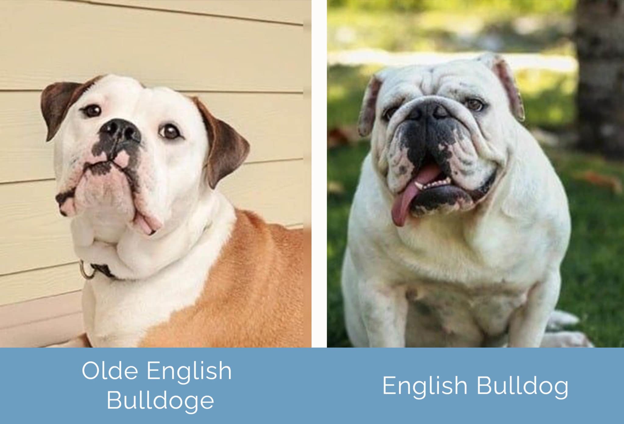 Olde English Bulldogge vs English Bulldog: The Differences (With ...