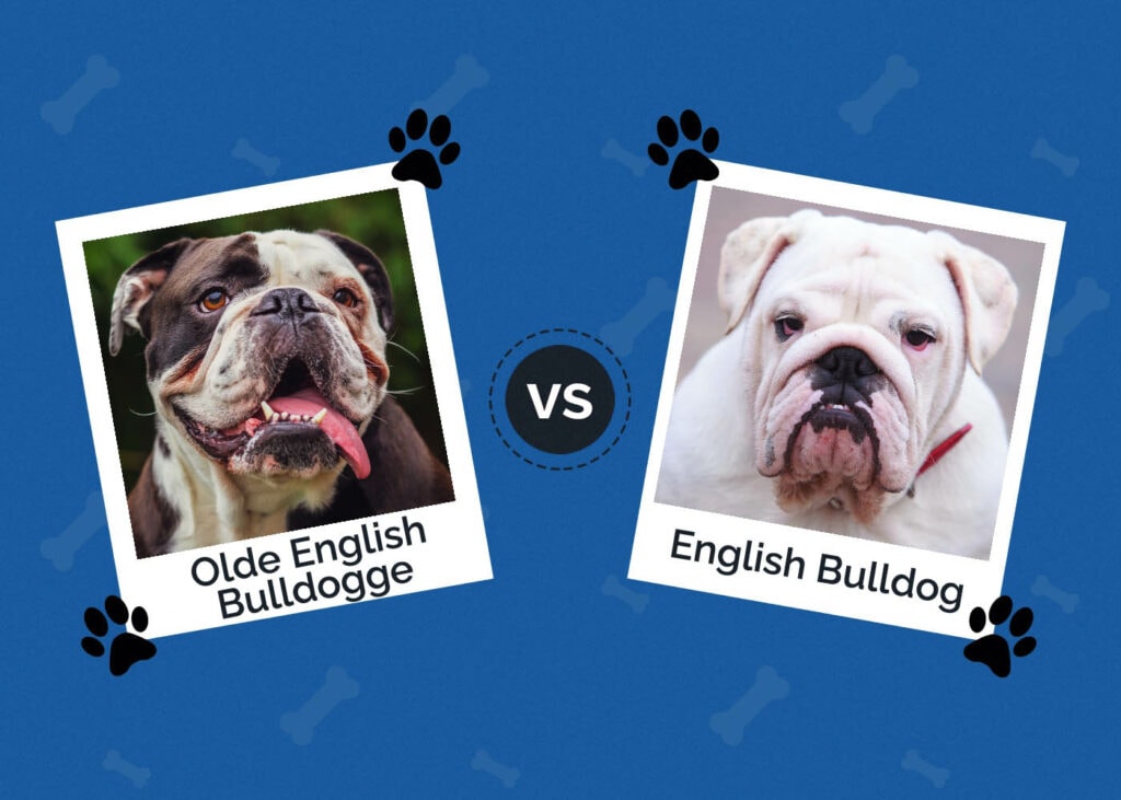 Olde English Bulldogge vs English Bulldog: The Differences (With Pictures) | Hepper Pet Resources