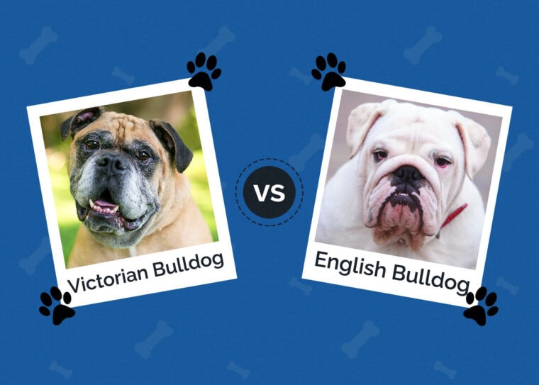 English Boodle (English Bulldog & Poodle Mix): Info, Pictures & Facts ...