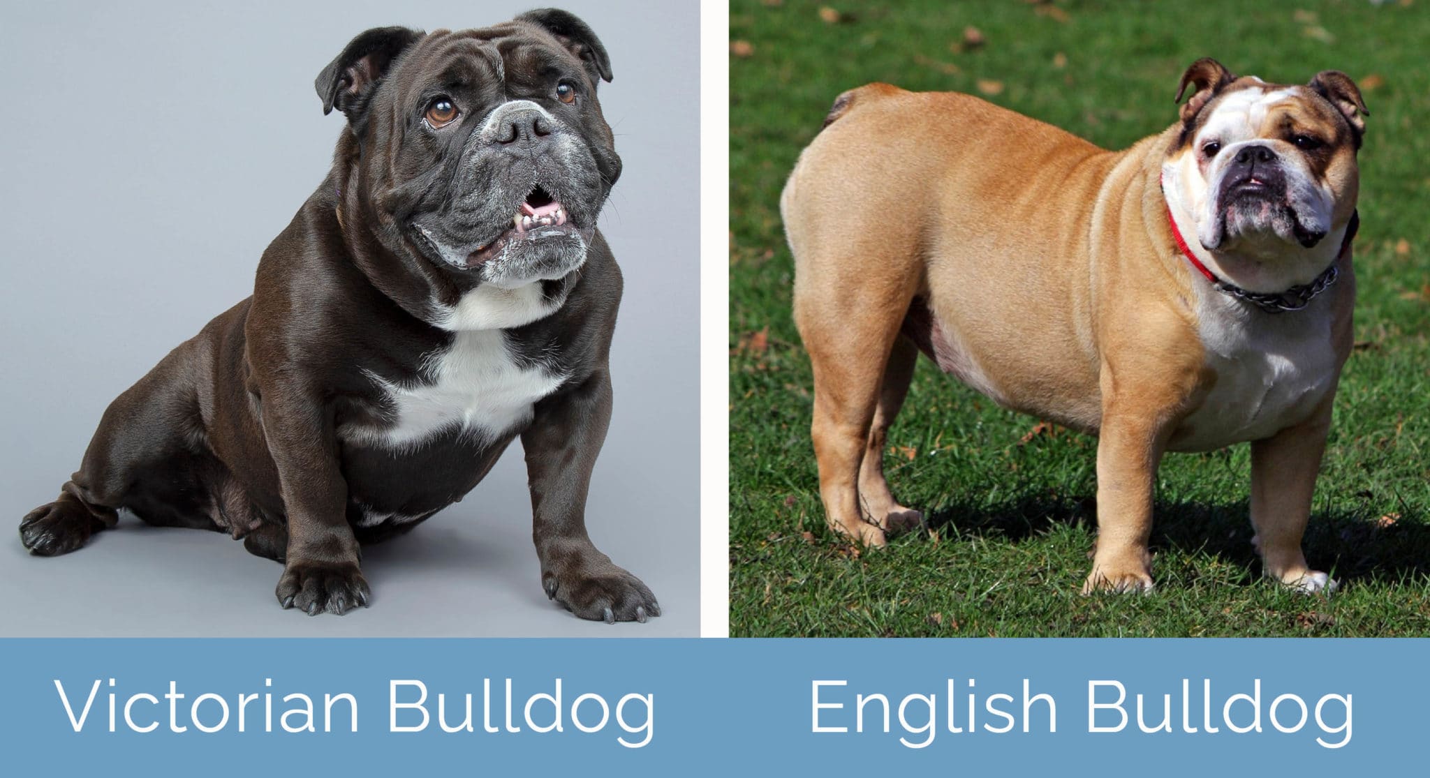 Victorian Bulldog vs. English Bulldog: What’s the Difference? | Hepper Pet Resources