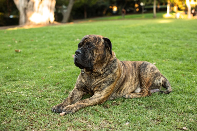10 Bullmastiff Colors & Patterns (With Pictures) | Hepper Pet Resources