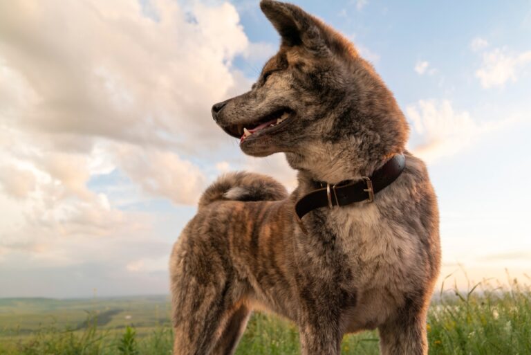 17 Best Brindle Dog Breeds (With Info & Pictures) | Hepper Pet Resources