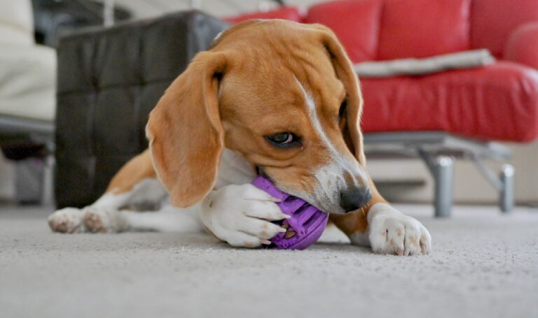 Do Dogs Have Object Permanence? Vet Reviewed Facts on Canine Psychology ...