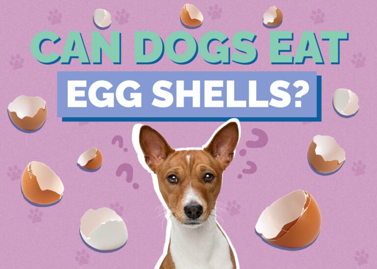 Can Dogs Eat Eggshells? Vet-Reviewed Nutrition Facts & Safety Guide ...