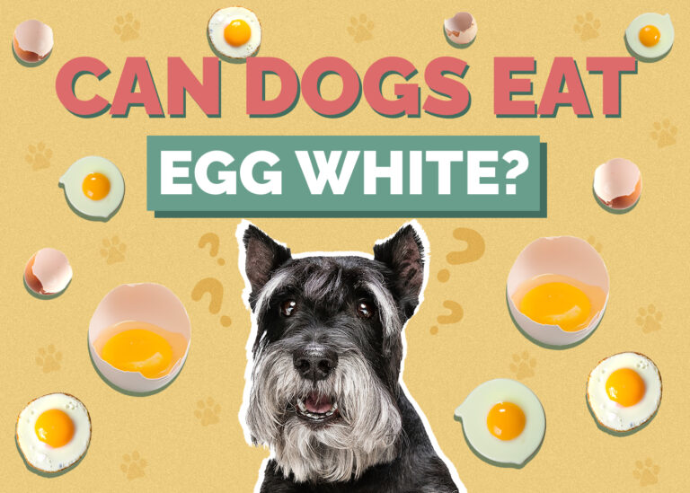 Can Dogs Eat Egg Whites? Our Vet Answers! | Hepper Pet Resources