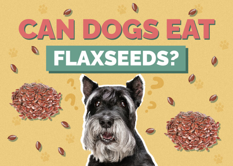 Can Dogs Eat Flaxseed? Vet-Reviewed Nutrition Facts & FAQ | Hepper Pet ...