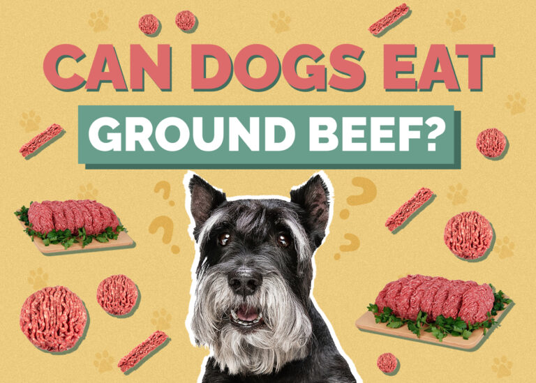 Can Dogs Eat Ground Beef? Vet-Approved Health Facts & FAQ | Hepper Pet ...