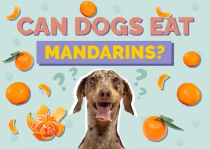 Can Dogs Eat Mandarins? Nutrition Facts & Safety Guide | Hepper Pet ...