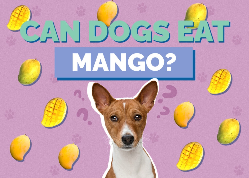 Can Dogs Eat Mango? Nutrition Facts & Benefits | Hepper Pet Resources