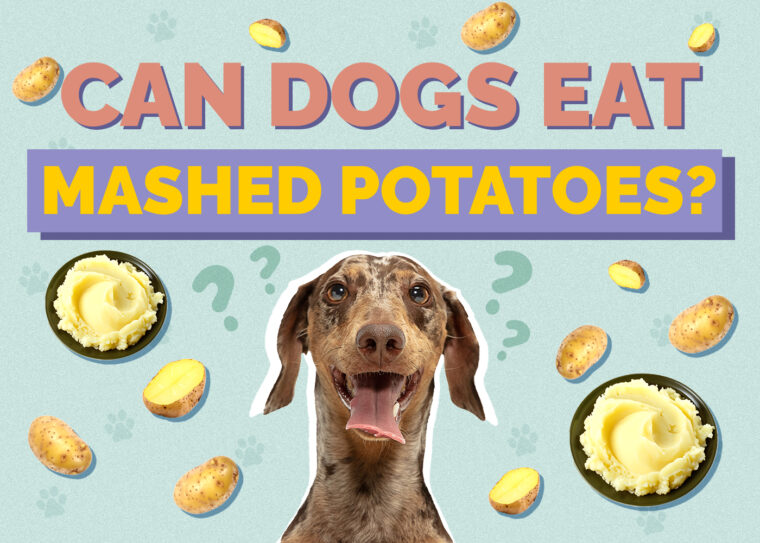 Can Dogs Eat Mashed Potatoes? Vet-Reviewed Facts & Considerations ...