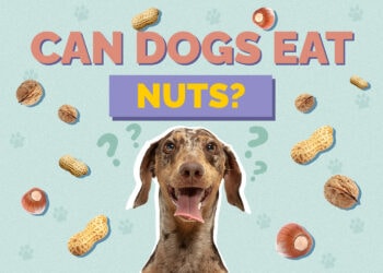 Can Dogs Eat Macadamia Nuts? Vet-Reviewed Risks & Safety Guide | Hepper ...