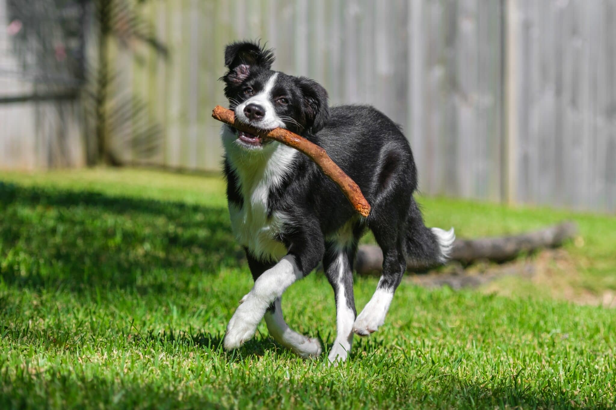 How Much Time Should a Dog Spend Outside? Important Care Tips | Hepper ...