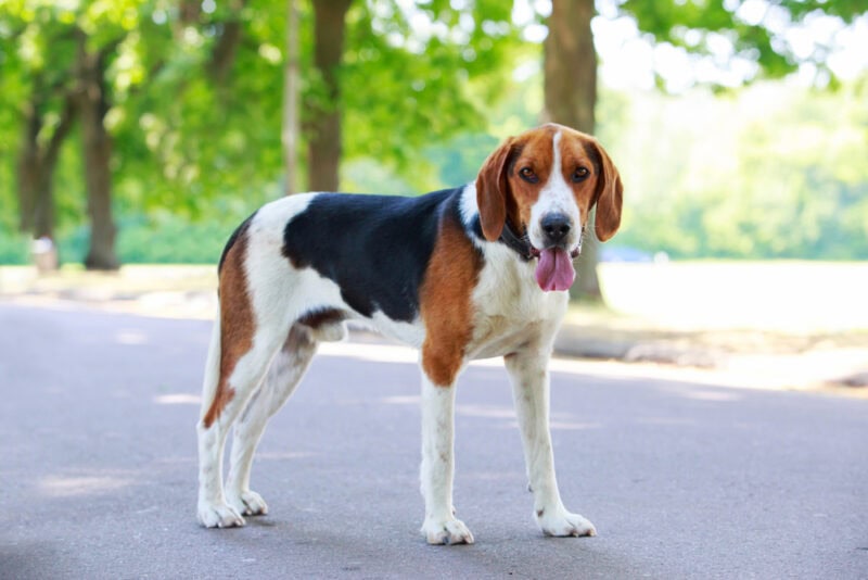 9 Dogs That Look Like Beagles (With Pictures) | Hepper Pet Resources