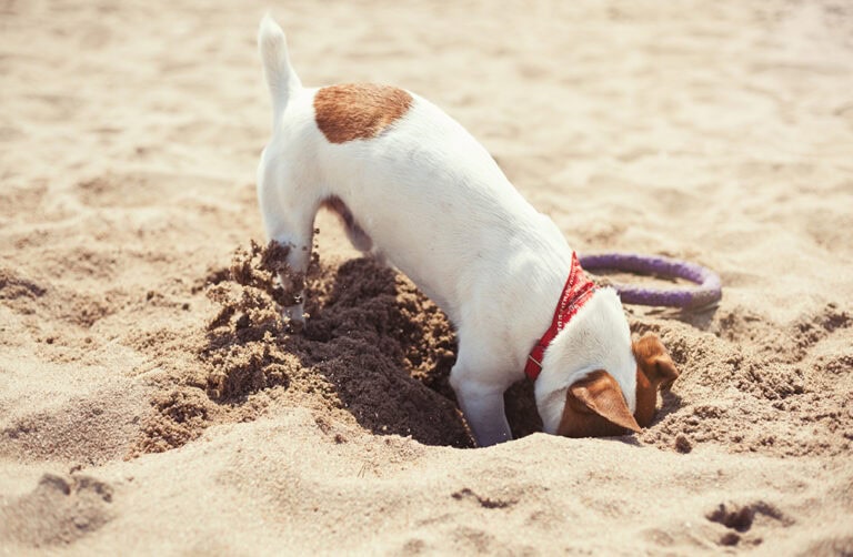 What’re Great Materials for a Dog Run Floor? 10 Awesome Options ...
