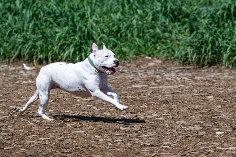 What’re Great Materials for a Dog Run Floor? 10 Awesome Options ...