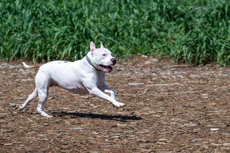 10 Pitbull Pros & Cons: What to Know Before Adopting | Hepper Pet Resources