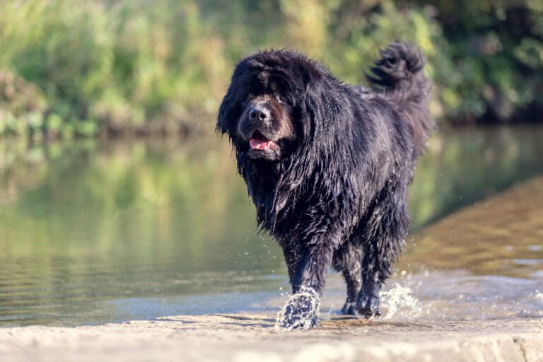 4 Newfoundland Dog Colors & Markings (With Info & Pictures) | Hepper ...
