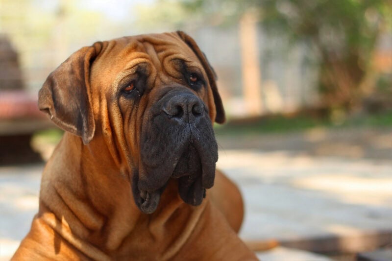 20 New Dog Breeds Recognized by the AKC: 2026 Update (With Pictures ...