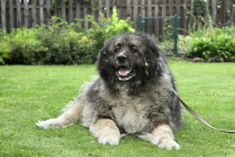 Caucasian Shepherd Dog (Ovcharka): Pictures, Info, Facts & Traits ...