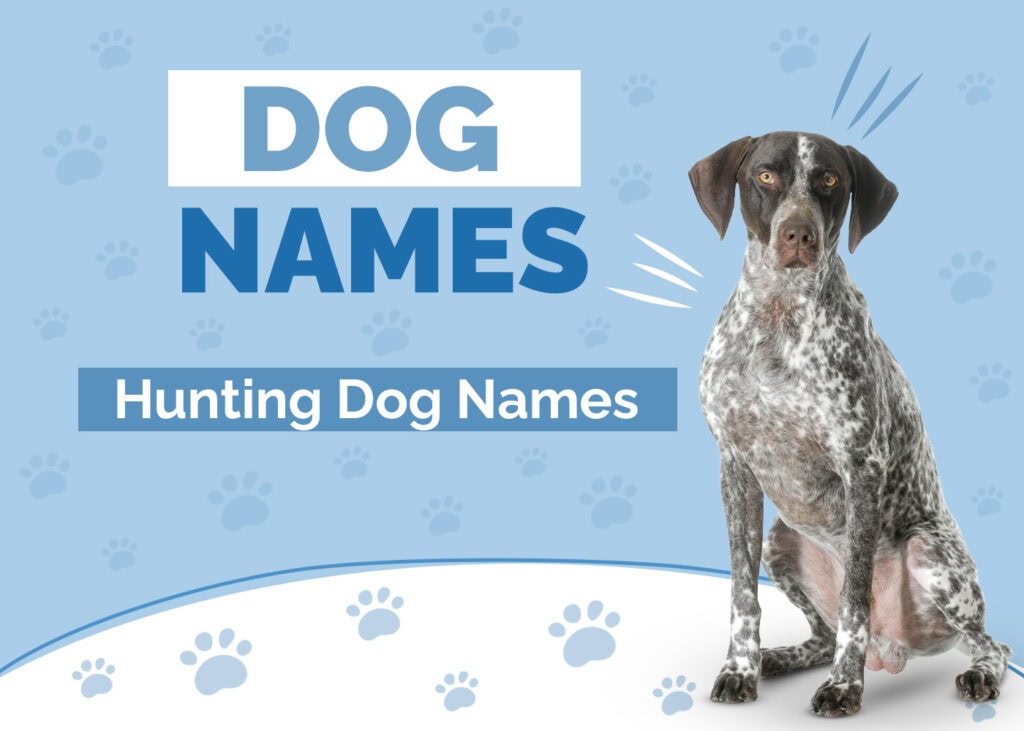100+ Hunting Dog Names: Ideas for Fierce, Loyal & Focused Dogs | Hepper ...