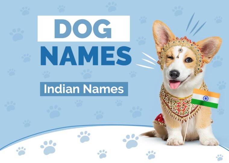 11 Indian Dog Breeds (With Info & Pictures) | Hepper Pet Resources